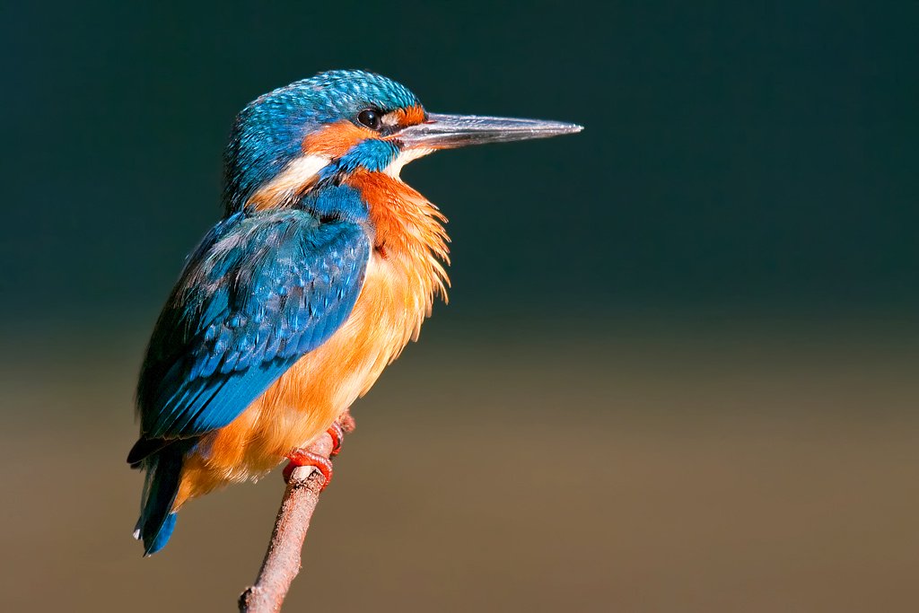 Il variopinto martin pescatore - Irisblog.it